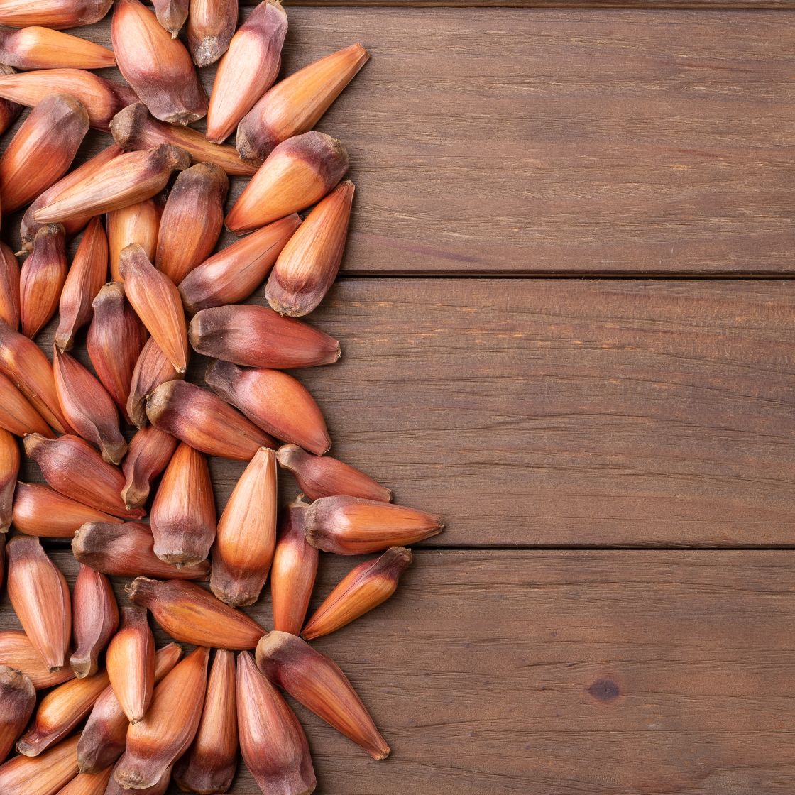 Pinhão: 9 benefícios e como consumir (com receitas) - Dona Receita